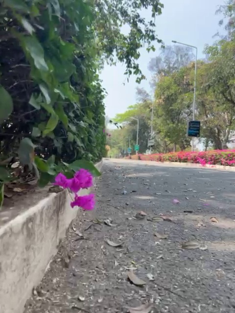 plant Segmentation Instance Segmentation Dataset by raspberry pi