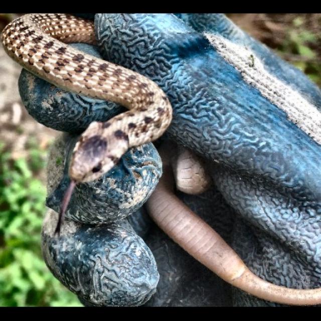 poisonous animals Object Detection Model by SUT