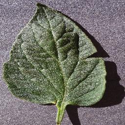 Dataset-background Object Detection Dataset by jasmine.busuttil.c10261 ...