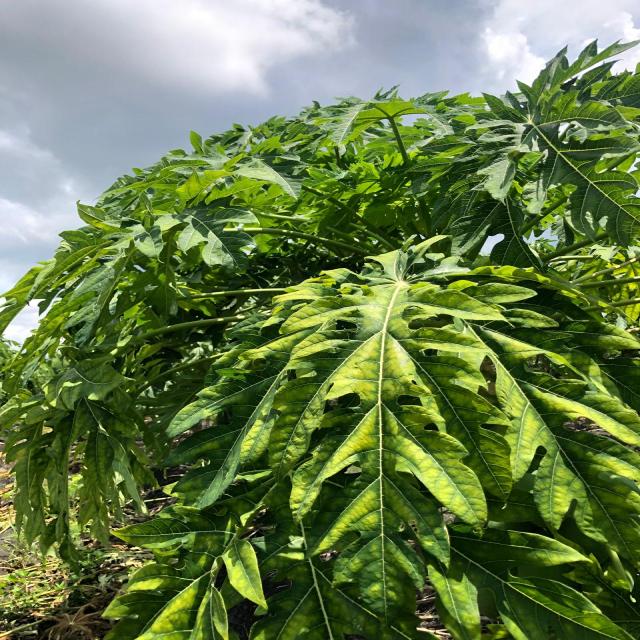 Papaya (PRSV) detection Classification Dataset by Test