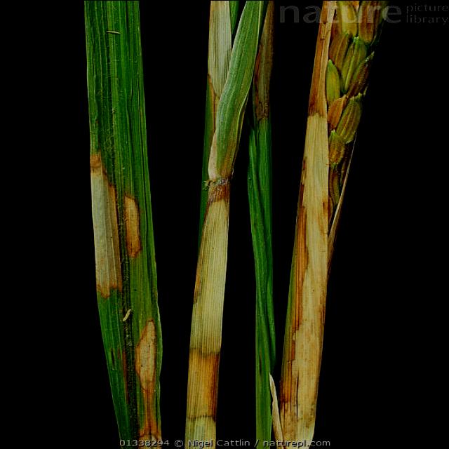 Rice_Disease Object Detection Model by Sanskar