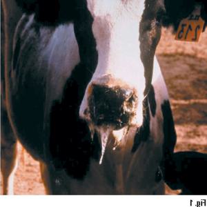 foot and mount Object Detection Dataset by cow