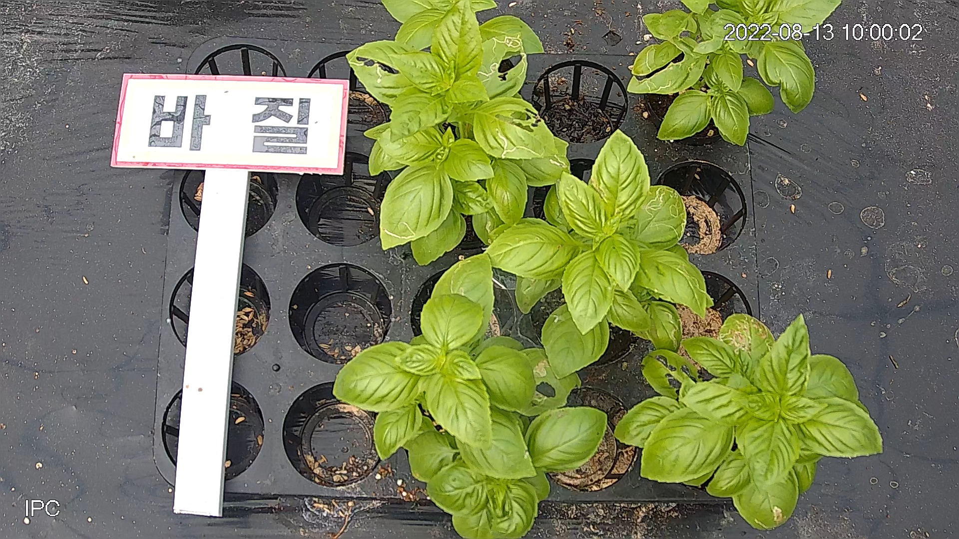 Basil detecting Object Detection Model by yolov5