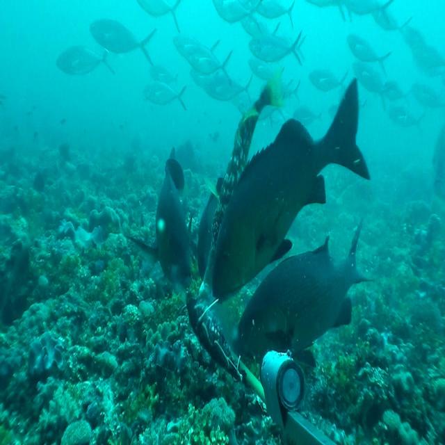 OzFish Object Detection Model by vi