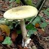 Amanita Phalloides or Macrolepiota procera Object Detection Dataset by ...