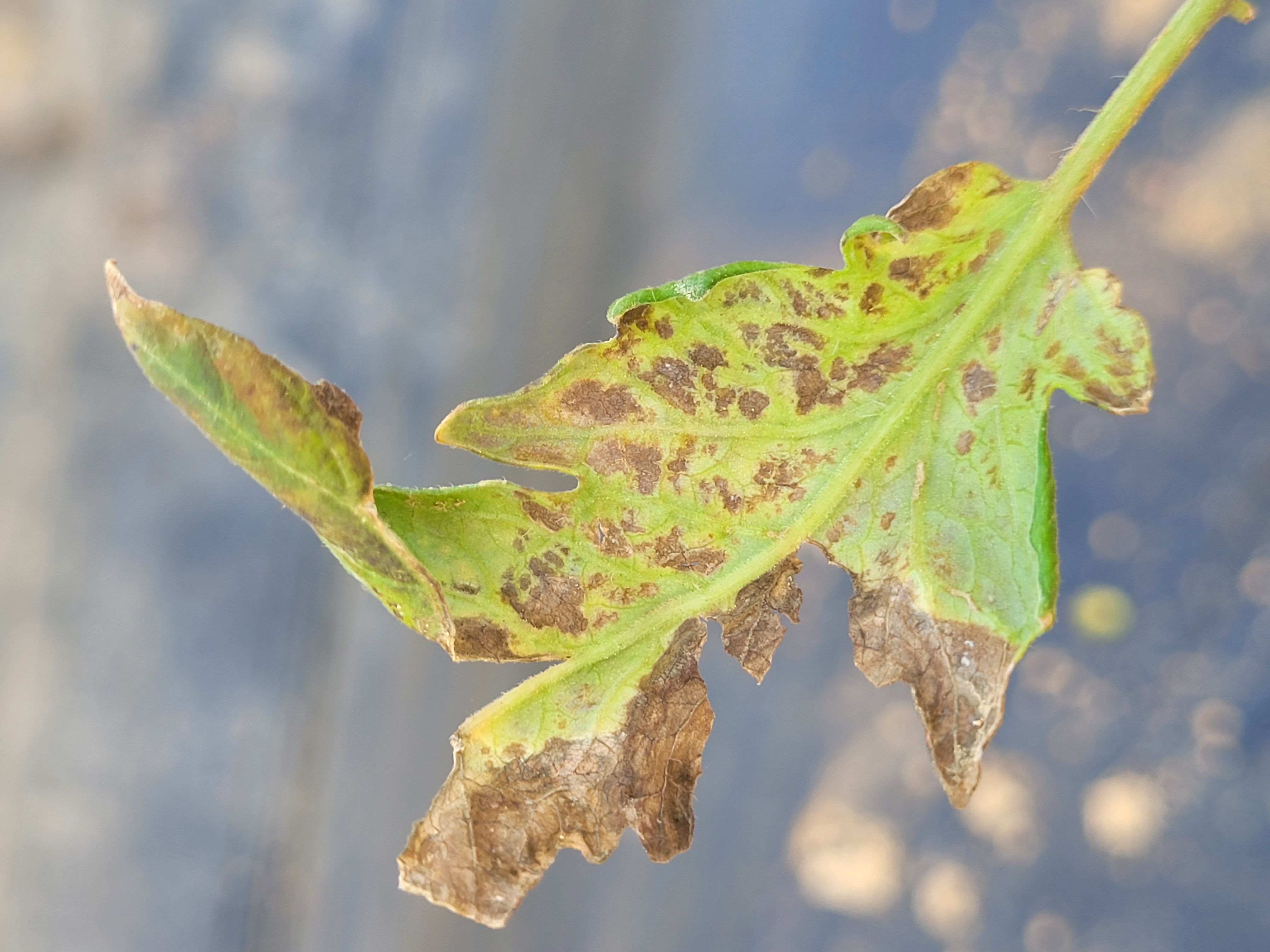 b7 Object Detection Dataset by tomato