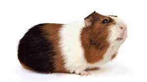 Cuys models Object Detection Model by ESPOLIA