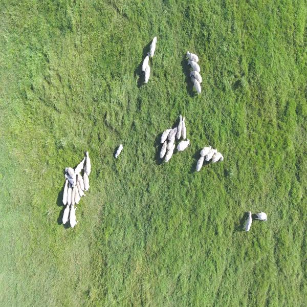 SHEEP 1 Object Detection Model by ump