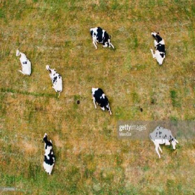 CATTLE 1 Object Detection Model by ump