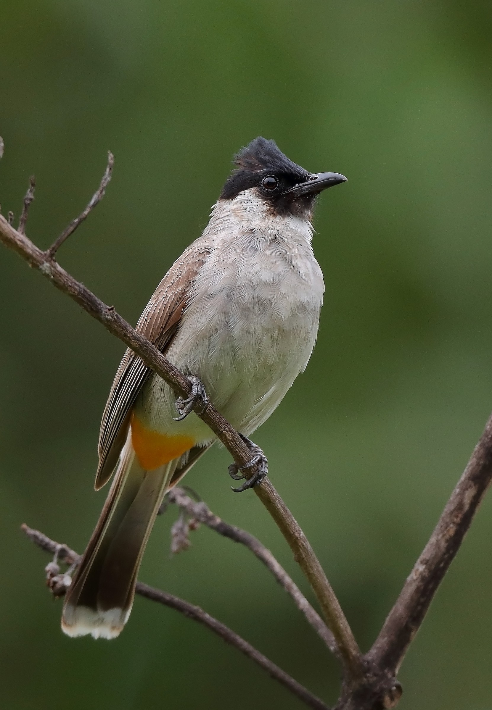 New Dataset Burung Object Detection Dataset By Suka Astawa