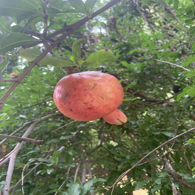 Pomegranate stages Object Detection Model by project