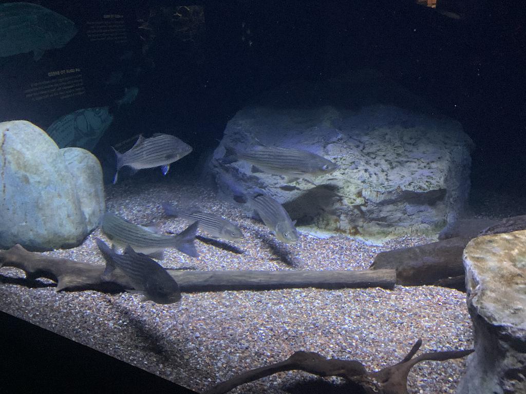 Underwater Object Detection Object Detection Dataset By Object Detection