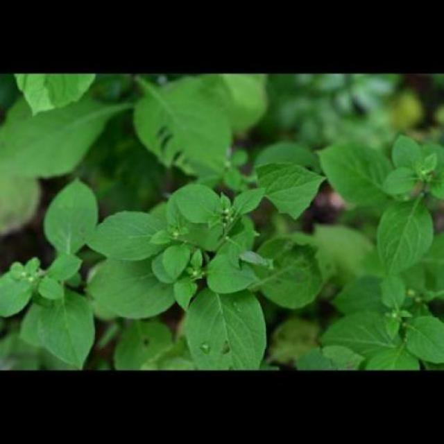 plant Instance Segmentation Dataset by project-hcag0