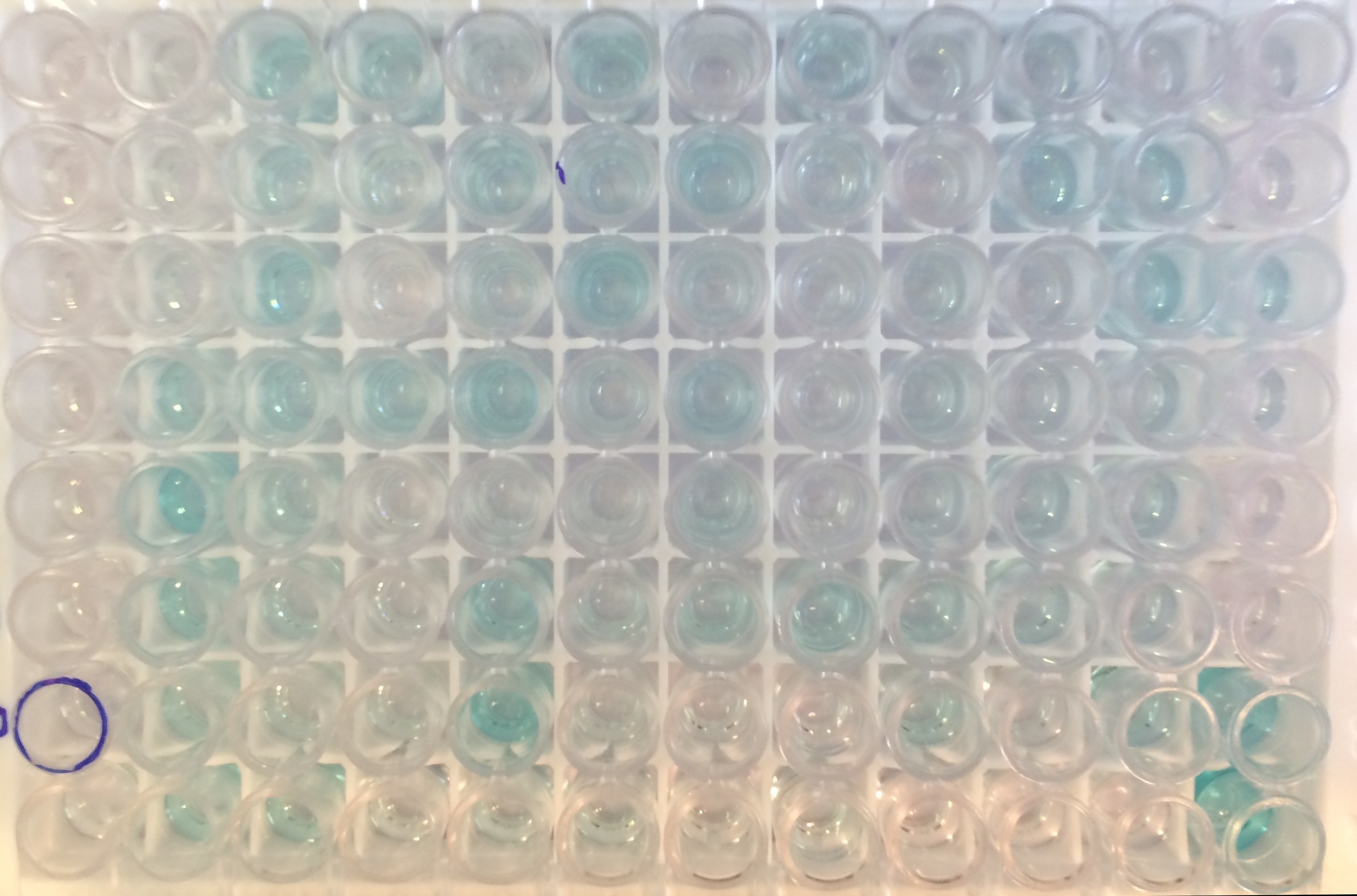 How to Use the Eliza Object Detection API