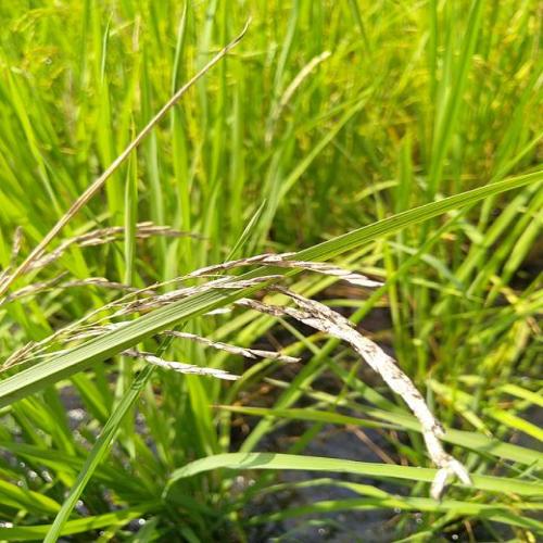 Dead V2 Object Detection Dataset By South China Agricultural Univercity