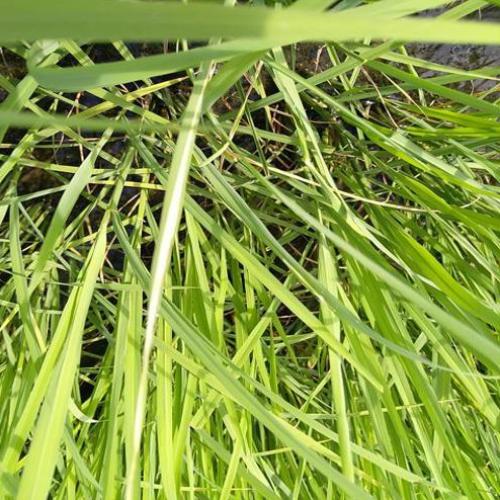 Riceleaf Object Detection Dataset By South China Agricultural Univercity
