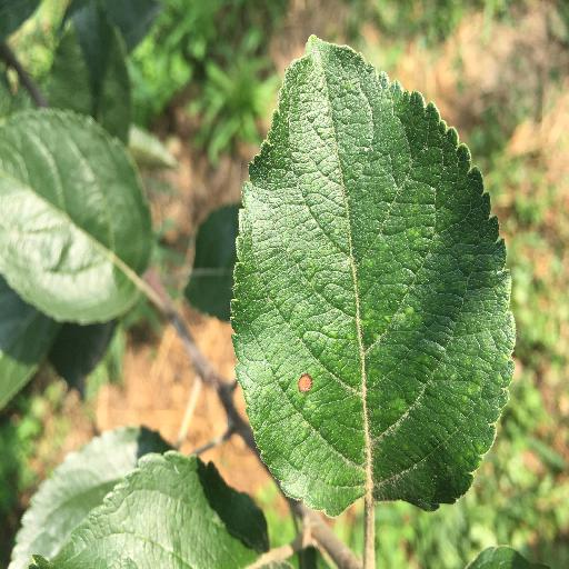 apple leaf Object Detection Model by south china agricultural univercity