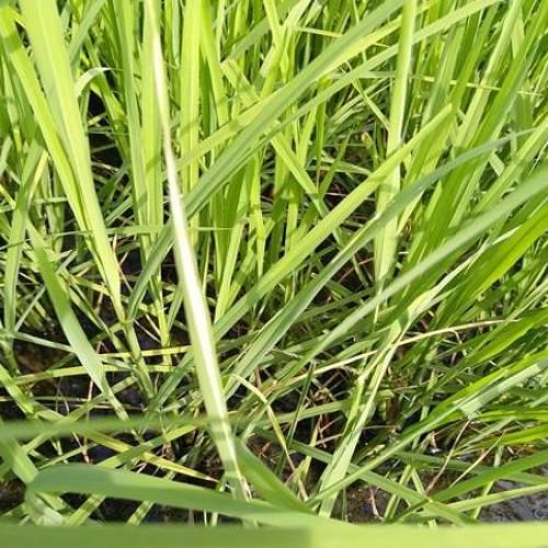 rice Object Detection Dataset by south china agricultural univercity