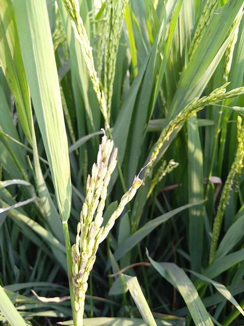 Pancle 11 Object Detection Dataset By South China Agricultural Univercity