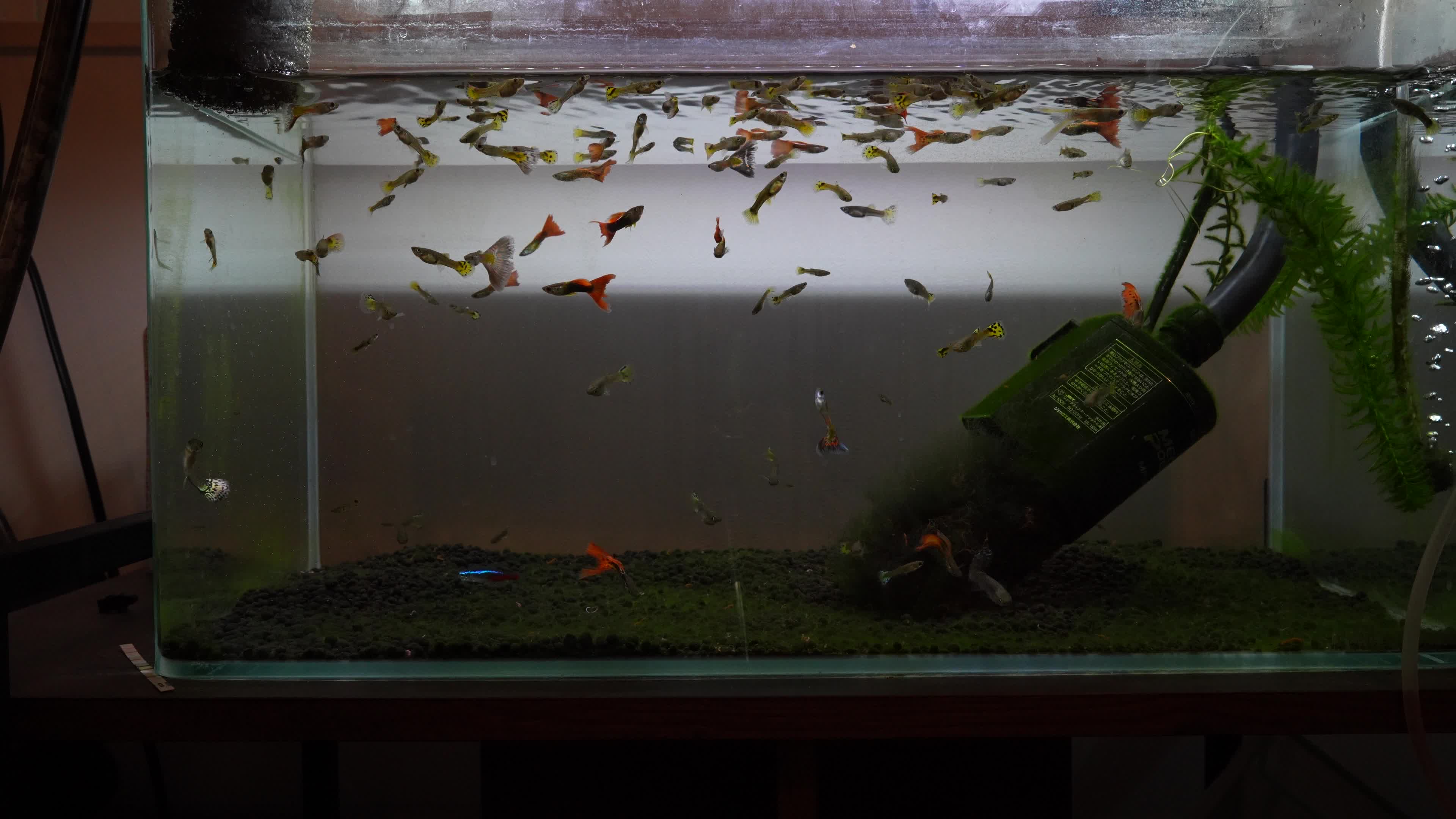 How to Use the Fish Keypoint Detection API