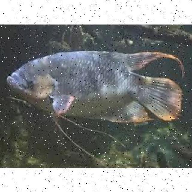 How to Use the fish Object Detection API