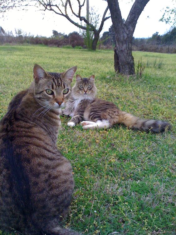 Cats Proj Object Detection Dataset By House