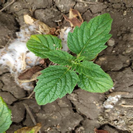 Amiks Roboflow Universe