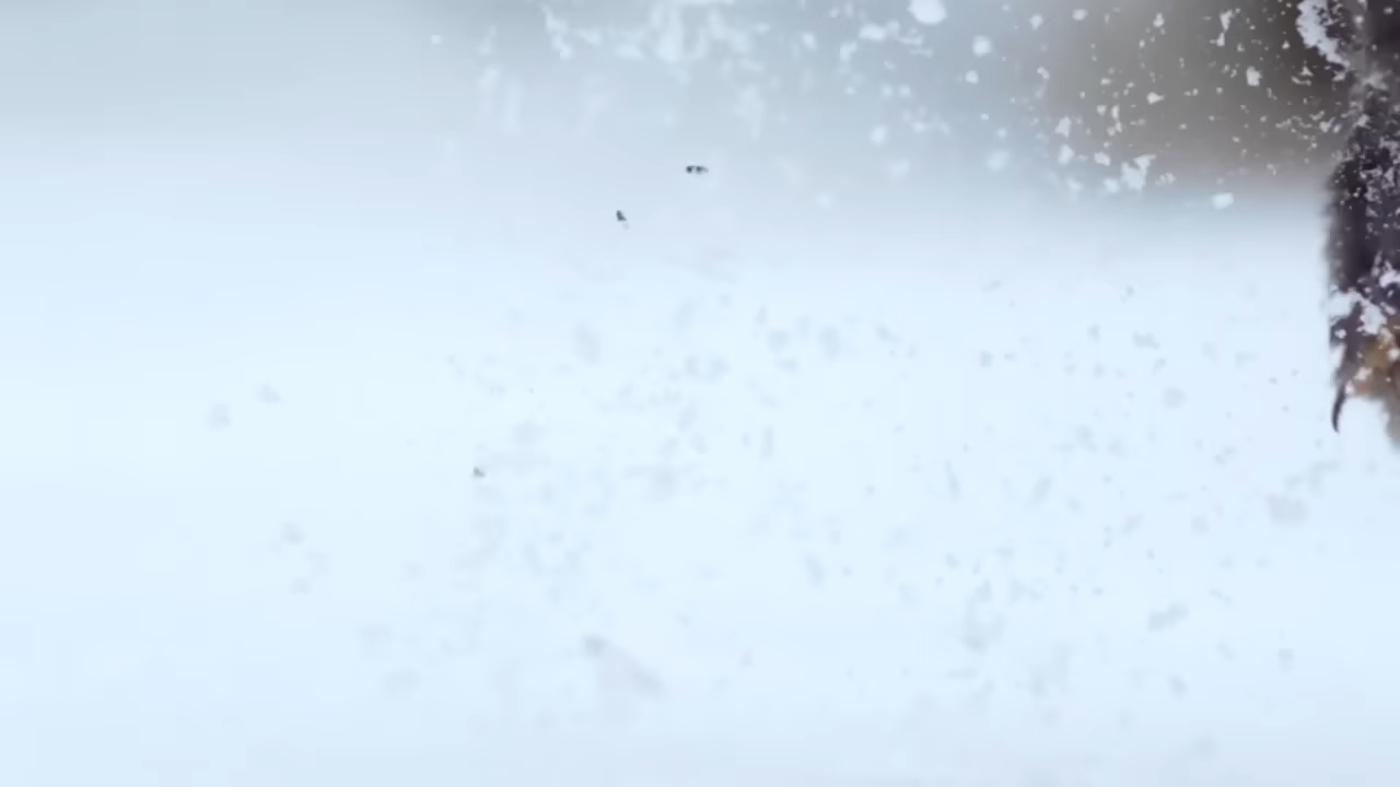 owldetection Object Detection Model by file00