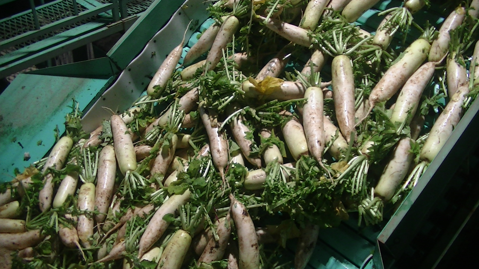 Radish Keypoint Detection Dataset And Pre Trained Model By Tiansama