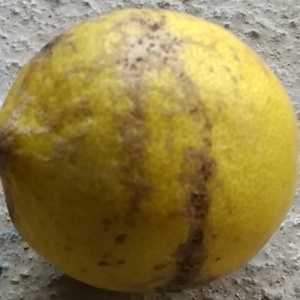 How to Use the Lemon Object Detection API