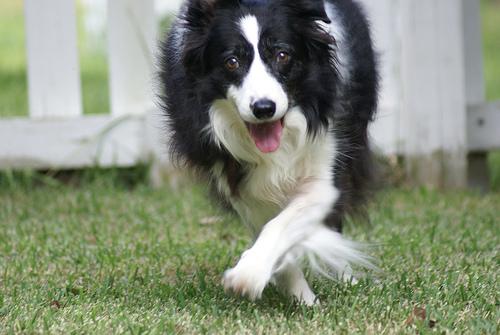 Stanford dogs Object Detection Dataset by plan