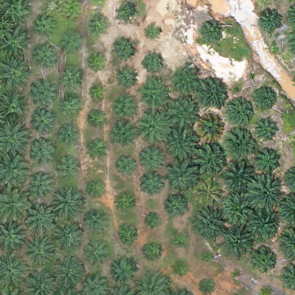 palm tree Object Detection Dataset by deteksi pohon sawit