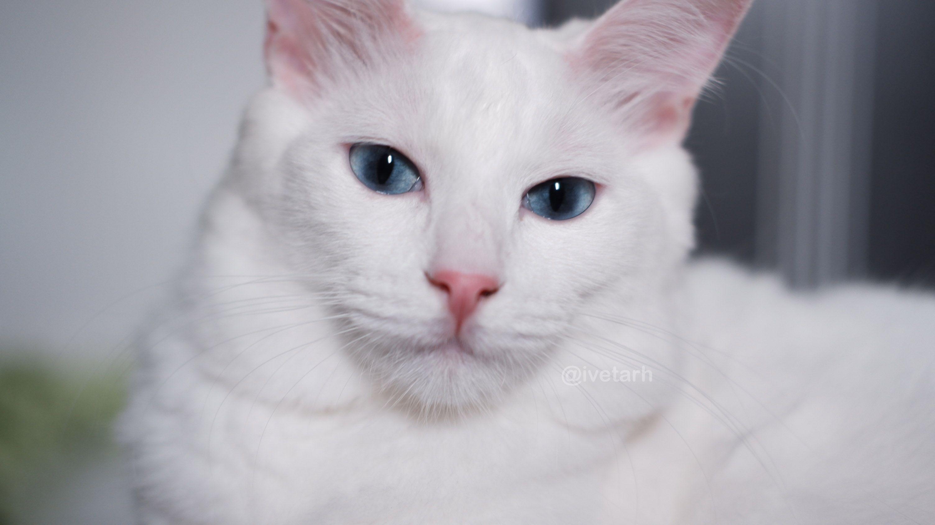 Cat Detect Test Object Detection Dataset By Test