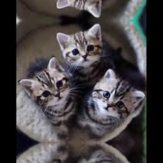 Project 1 Object Detection Model by Devika DL