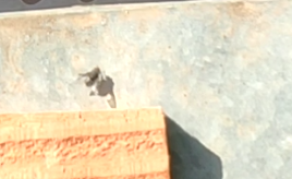hornet_and_bee_test Object Detection Dataset and Pre-Trained Model by ESEO