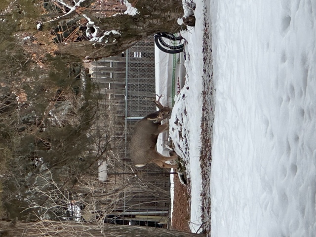 deer Object Detection Dataset by Andrew Crook