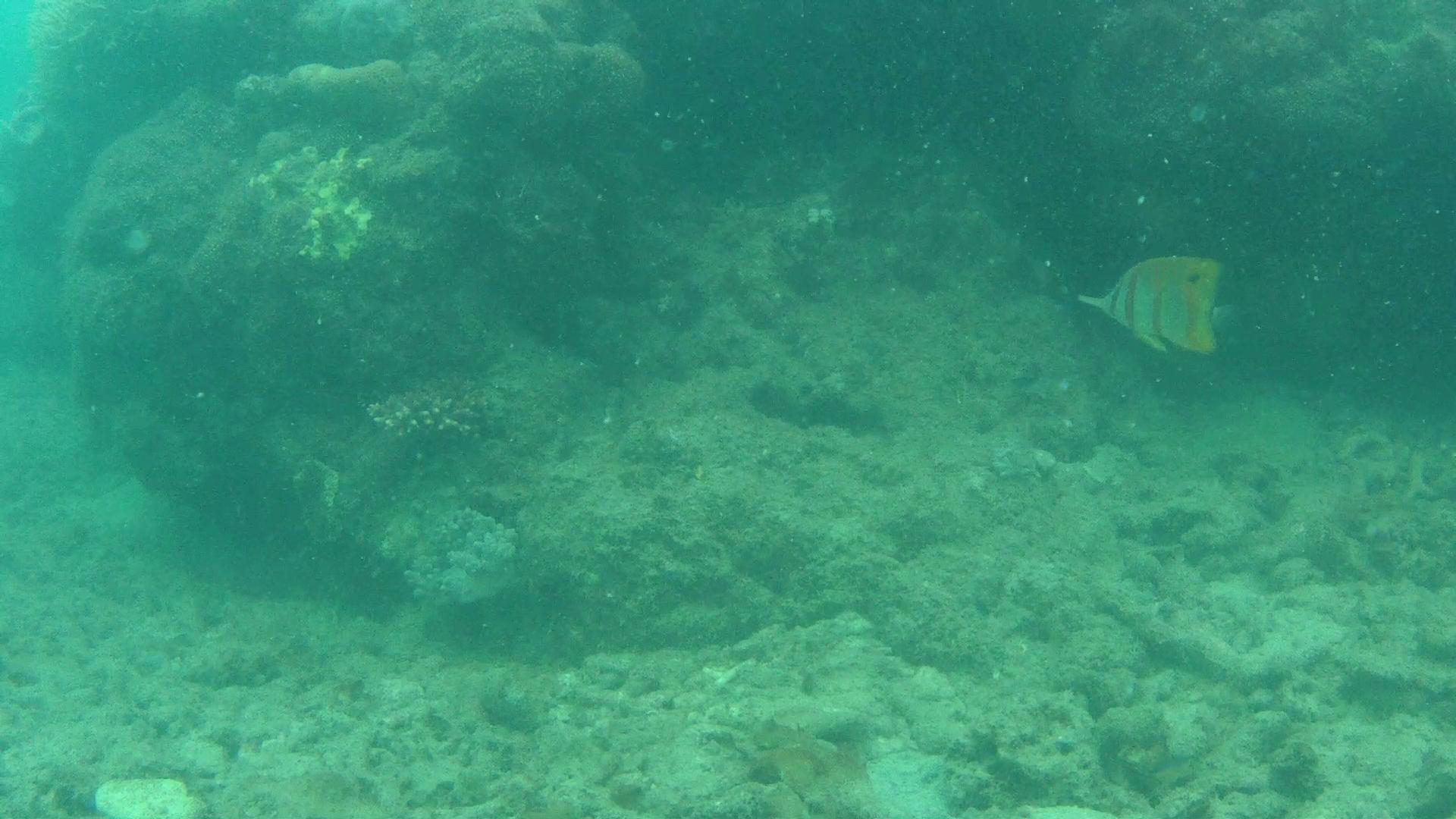 Deepfish Roboflow Universe