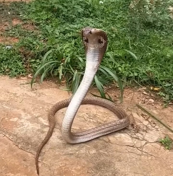 snake classification Object Detection Dataset and Pre-Trained Model by cobra snake