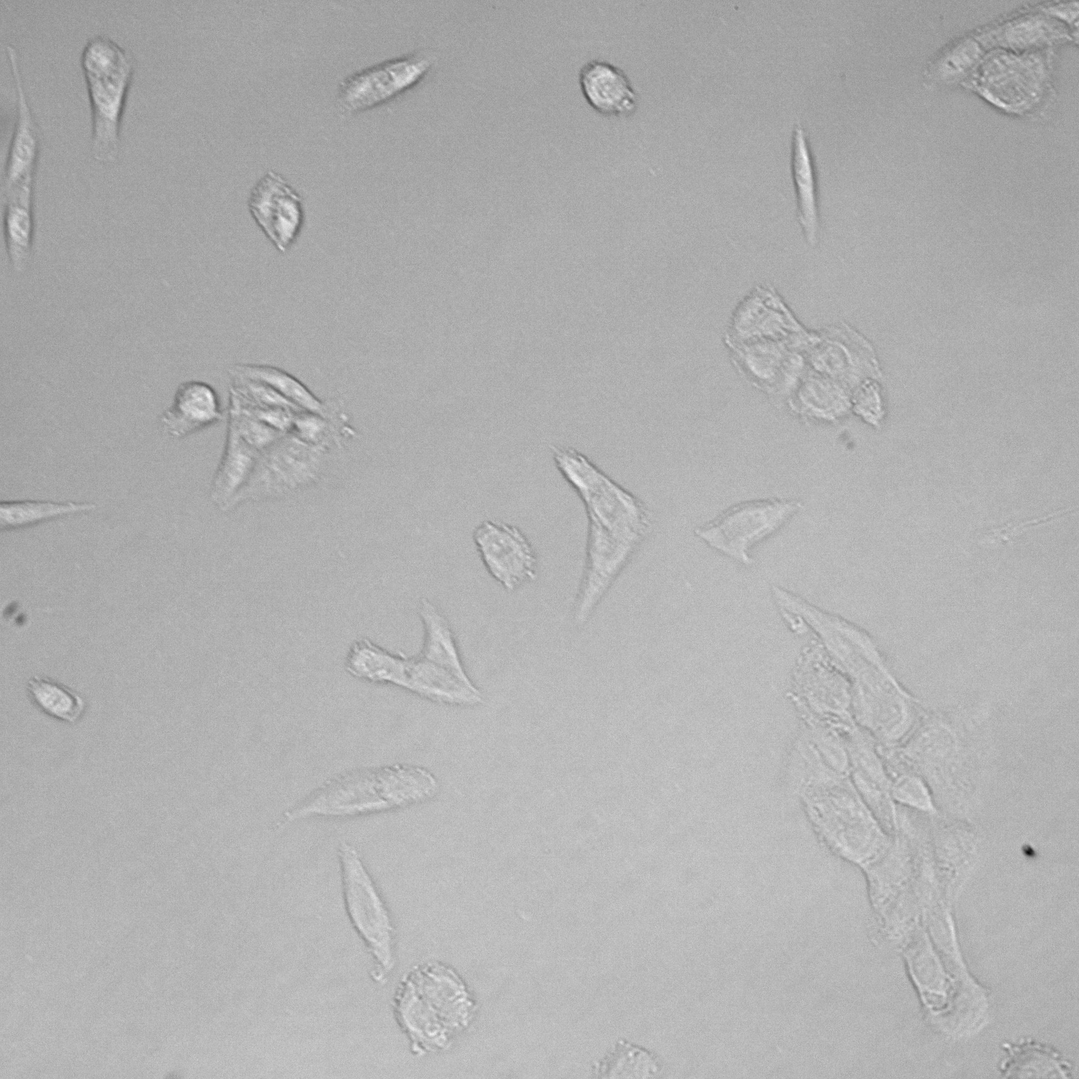 Cell Detection Object Detection Dataset By May