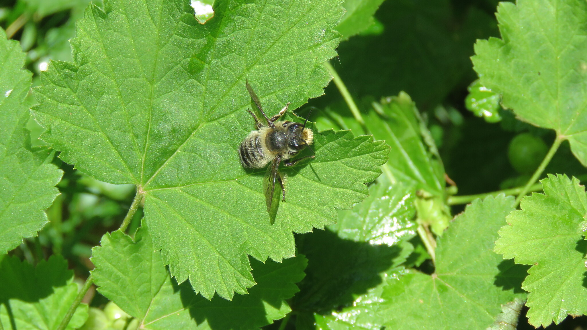 Bee Species Ilham Fadilah Object Detection Dataset by capsule