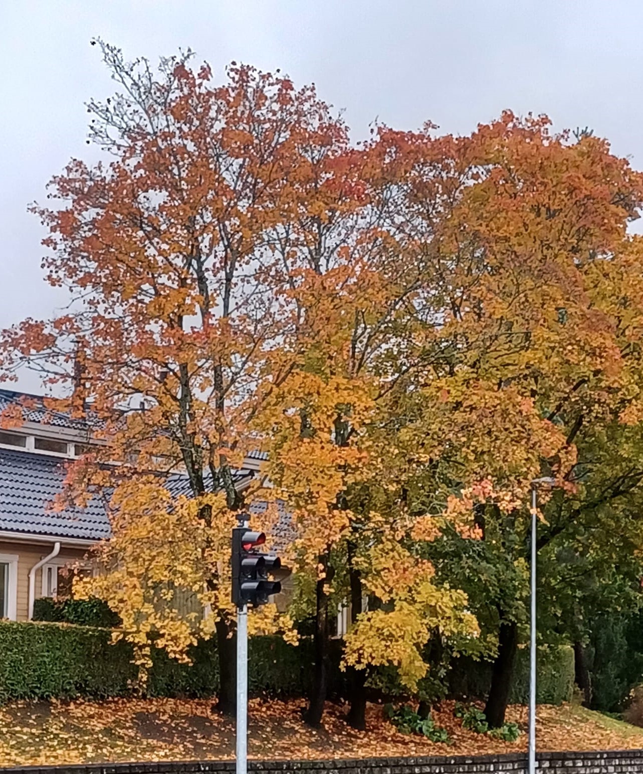 How to Use the Tree classification 2 Classification API