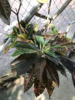 khoaa (khoaa-rgvb3) - Roboflow Universe