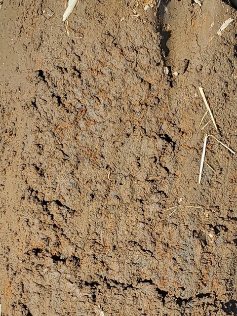 gray_finder Classification Dataset and Pre-Trained Model by kokubun