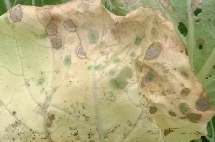 h Classification Dataset by alms