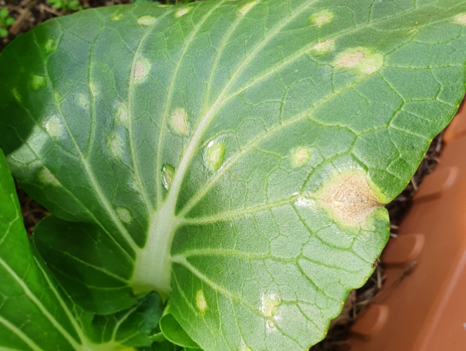 white spots Classification Dataset by alms