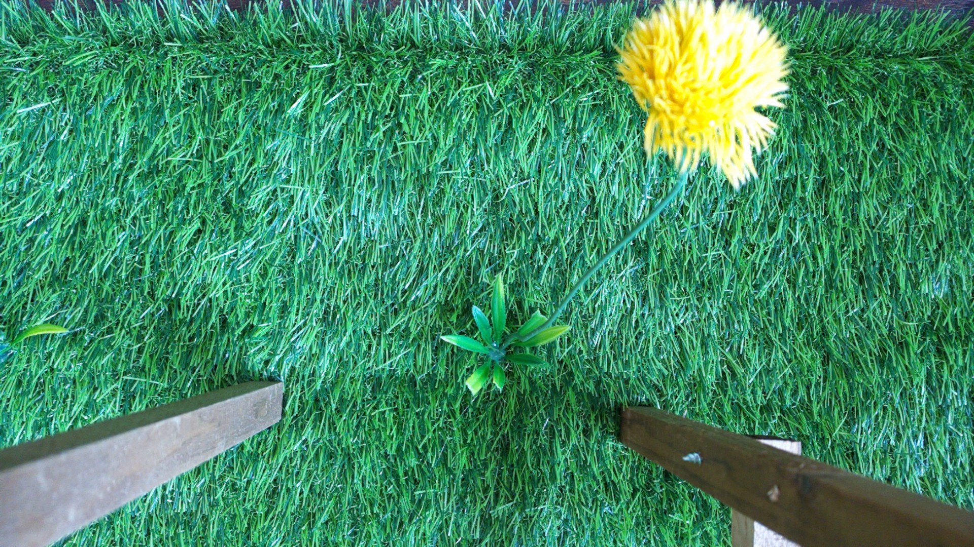 dandelion_detection Object Detection Dataset and Pre-Trained Model by weedy