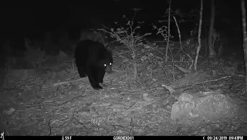 Night vision animal detection Object Detection Model by Nithyashree M