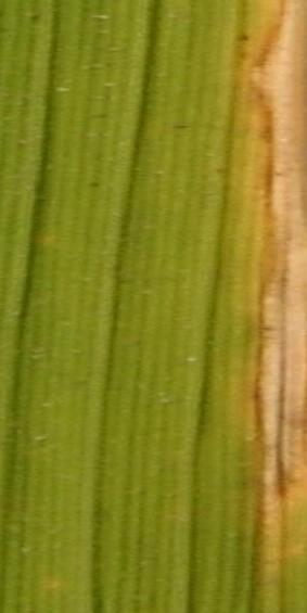 Rice Classification Model by rice base