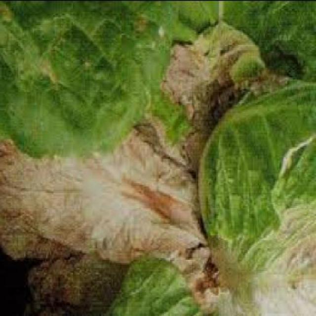 Waste (waste-wh0bz) - Roboflow Universe