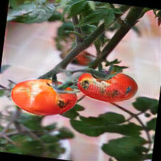 Tomato Detection Object Detection Model By Bitirme